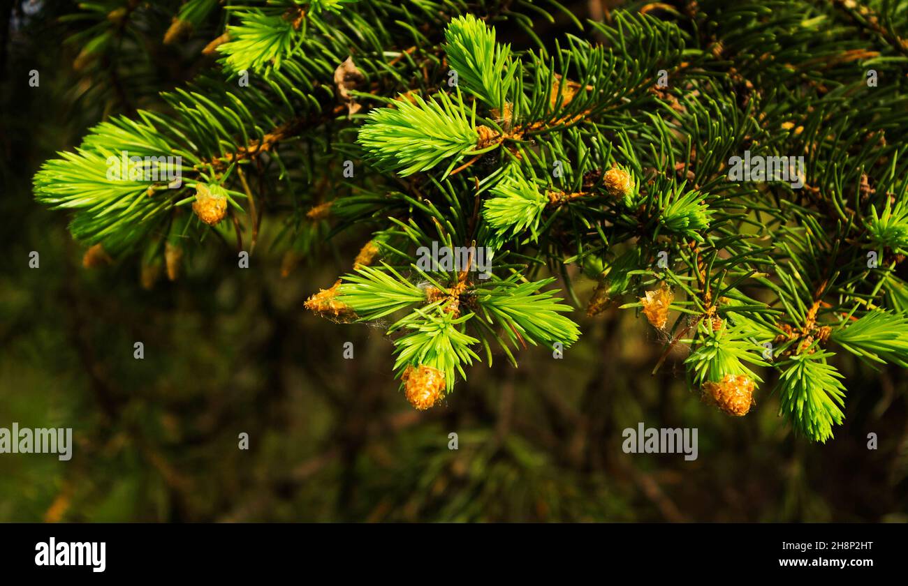 Fir tree branch small cones hi-res stock photography and images - Alamy