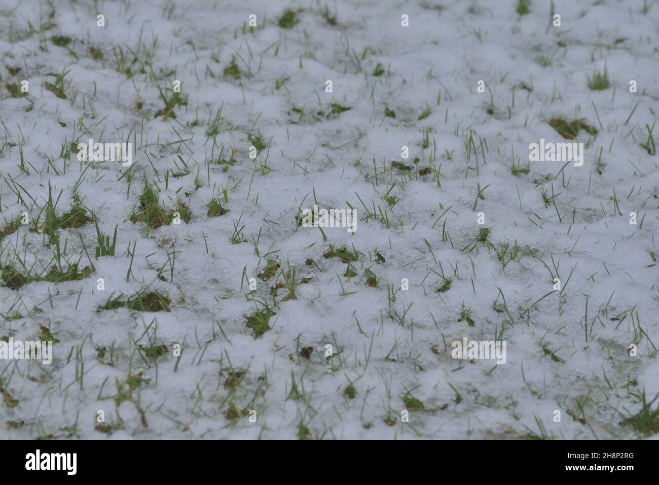 Layers of frosty grass hi-res stock photography and images - Alamy