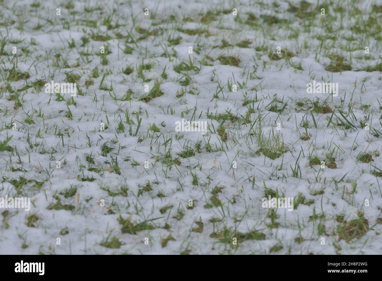 Green grass under ice and snow on a cloudy autumn day. Winter Stock ...