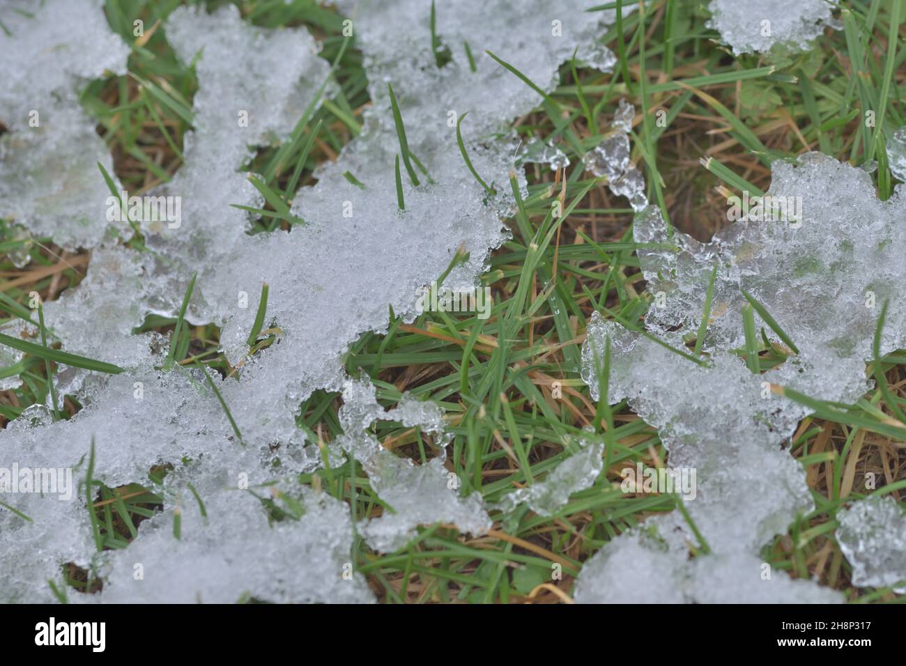 Layers of frosty grass hi-res stock photography and images - Alamy