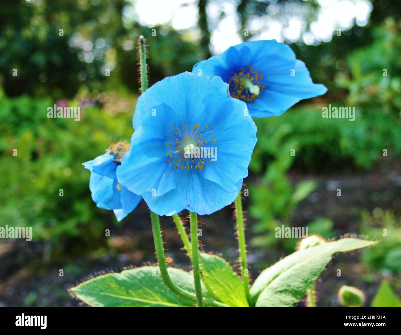 Strong poppy hi-res stock photography and images - Alamy