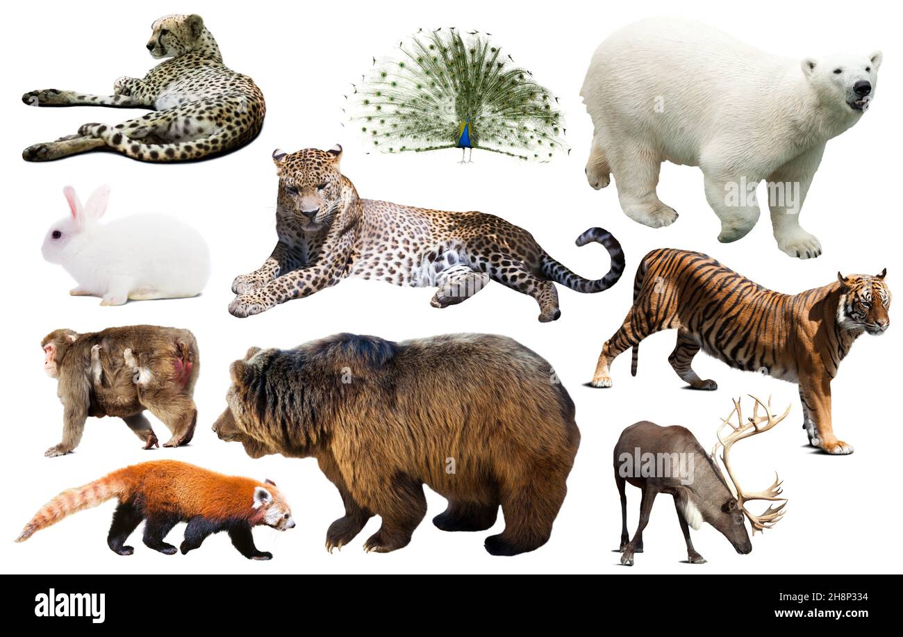 asia animals isolated Stock Photo - Alamy