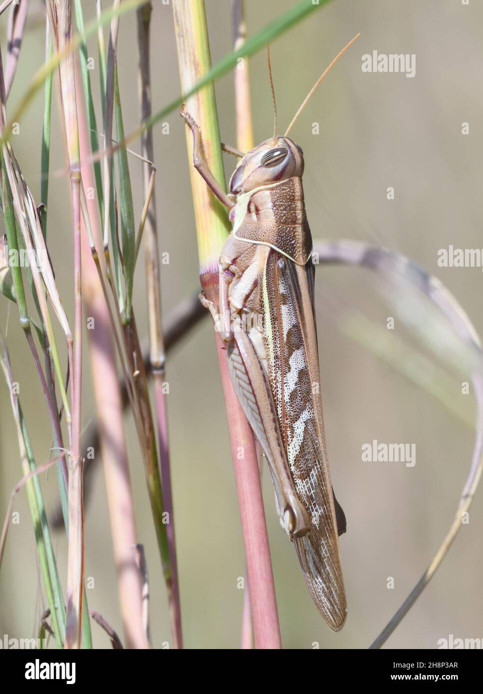 A locust (Schistocerca species) is well camouflaged among dry grasses ...