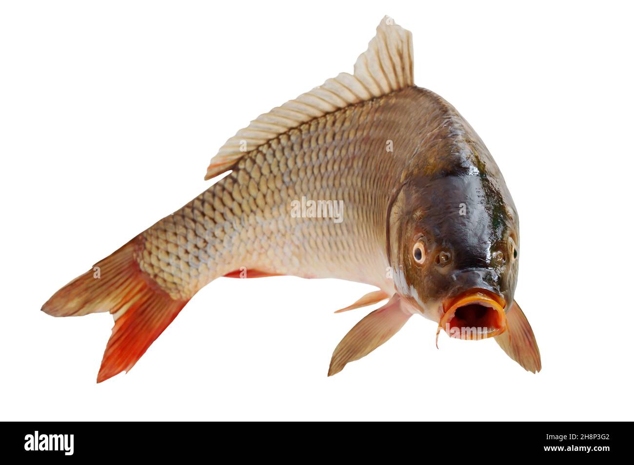 Carp with an open mouth in a jump. Surprised, shocked or amazed face ...