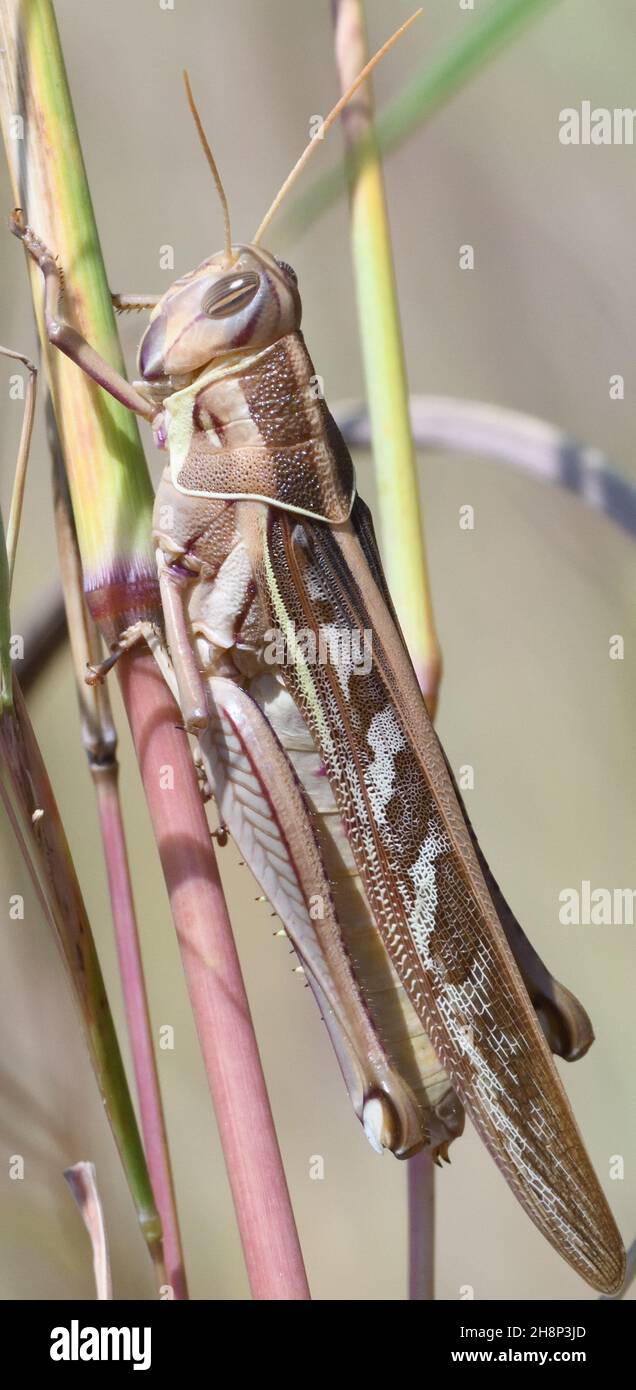 A locust (Schistocerca species) is well camouflaged among dry grasses ...