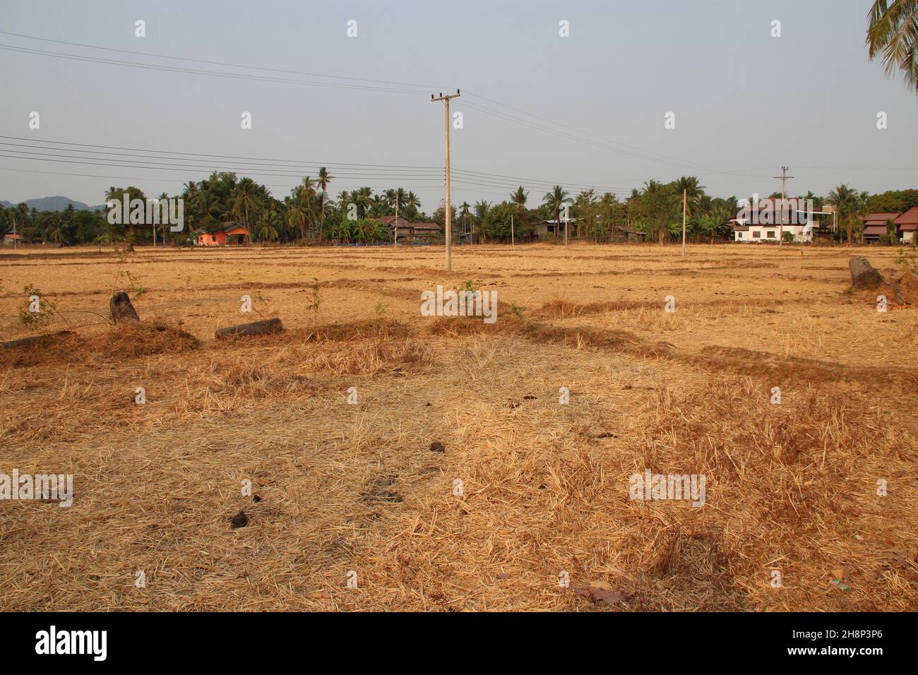 dried rice fields at khone island in laos Stock Photo - Alamy