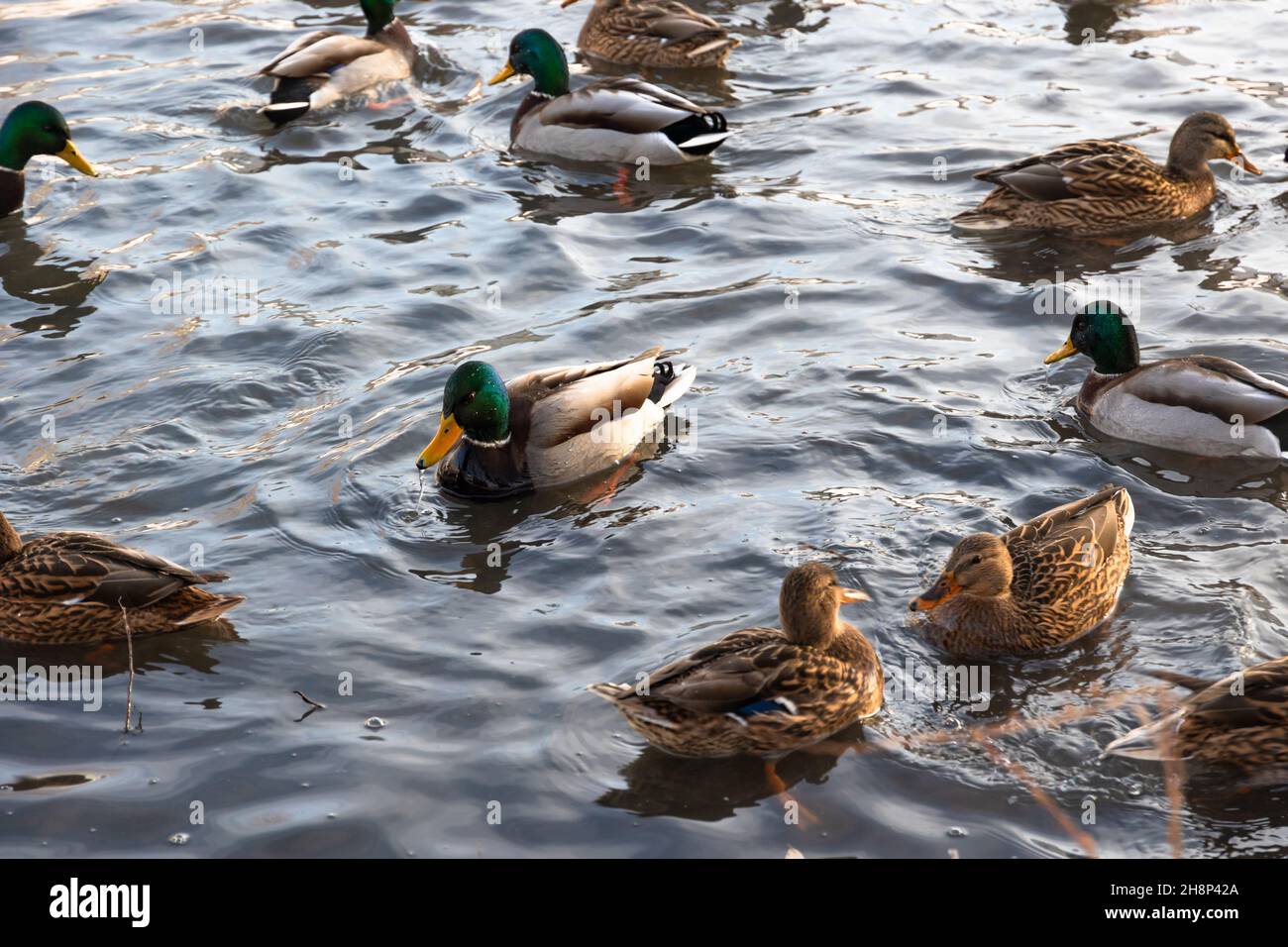 Birds wild ducks and drakes swim in the autumn pond. Waves and glare on ...