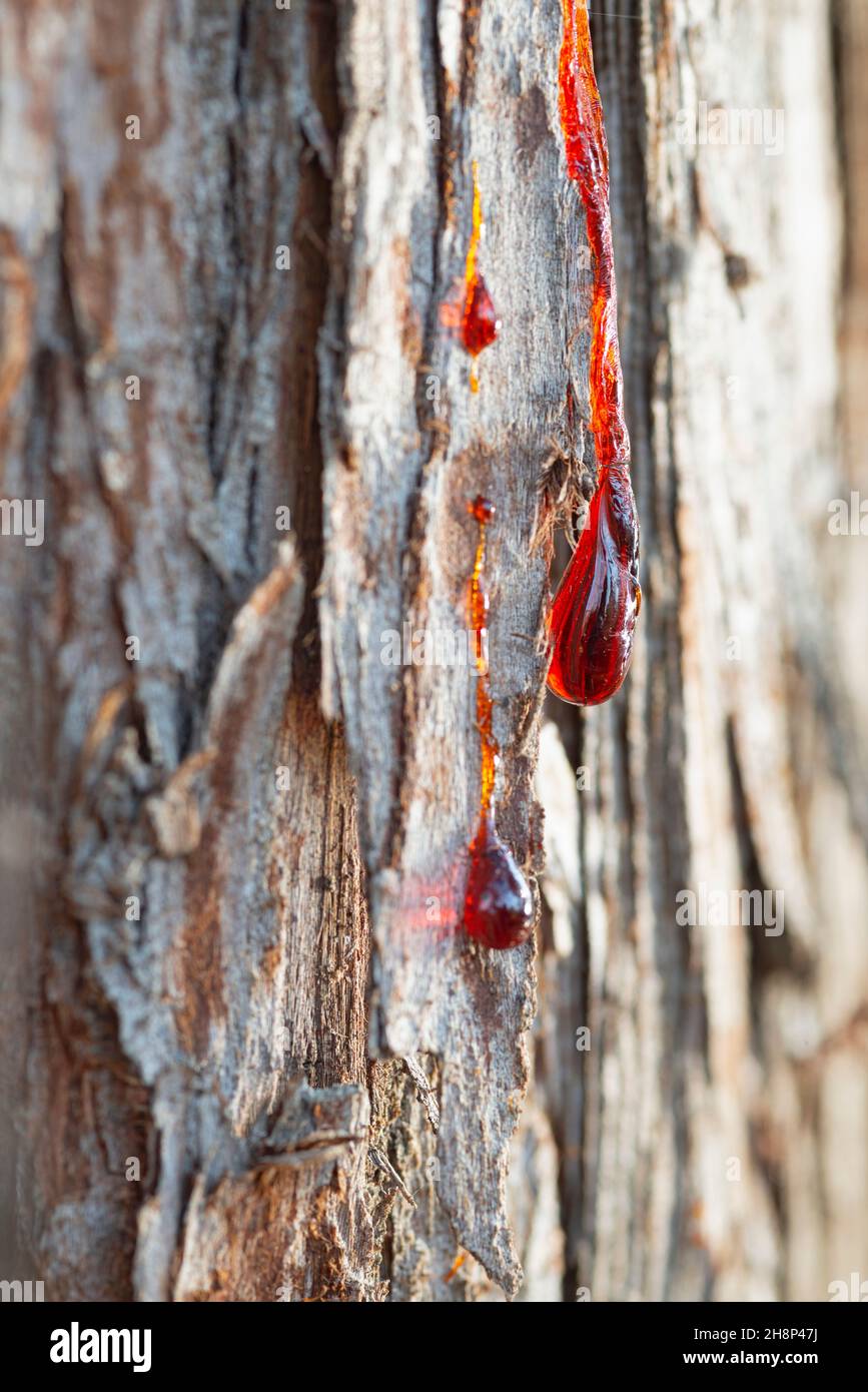 Bald cypress tree bark hi-res stock photography and images - Alamy