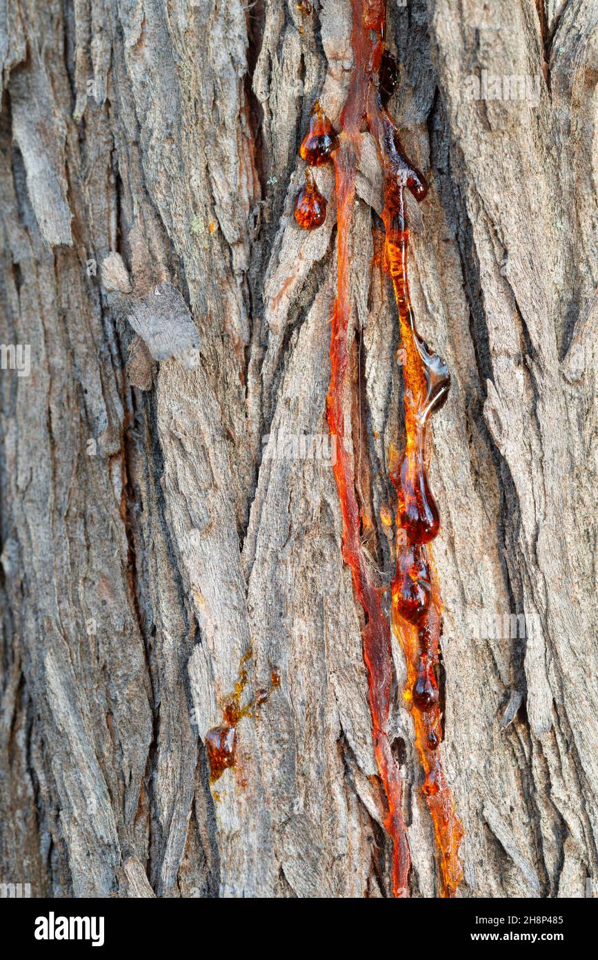 Italy, Lombardy, Bald Cypress Tree Resin Drops Stock Photo - Alamy