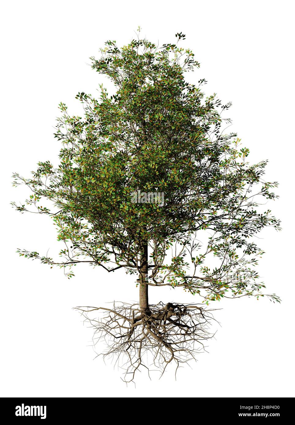 bushy tree with roots, isolated on white background Stock Photo - Alamy