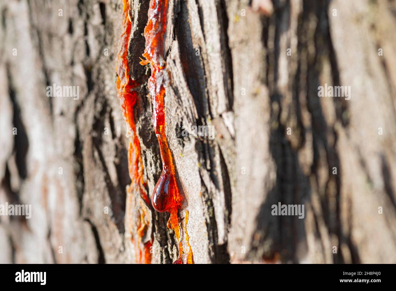 Italy, Lombardy, Bald Cypress Tree Resin Drops Stock Photo - Alamy