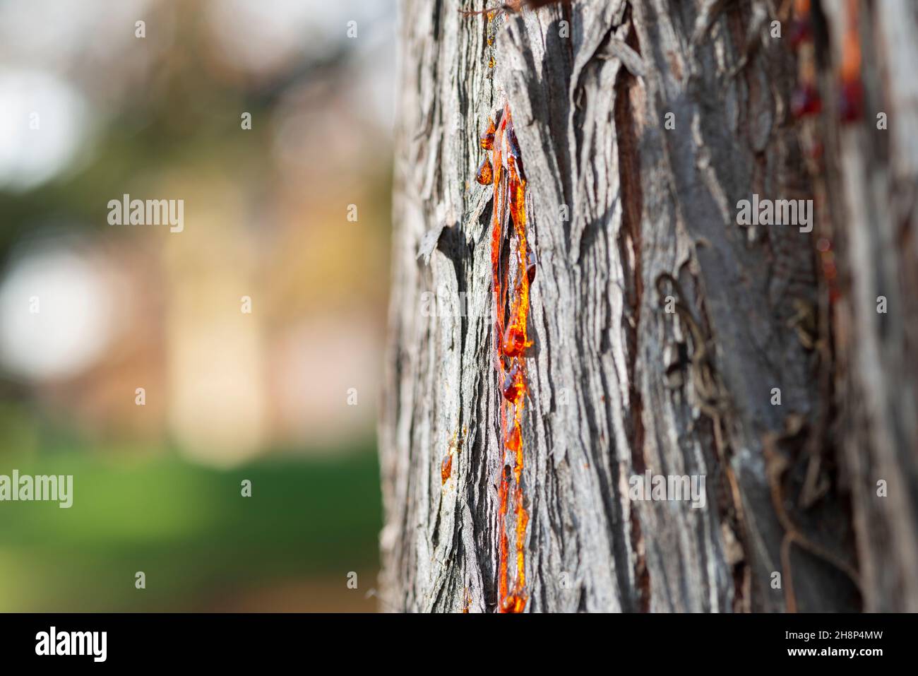 Italy, Lombardy, Bald Cypress Tree Resin Drops Stock Photo - Alamy