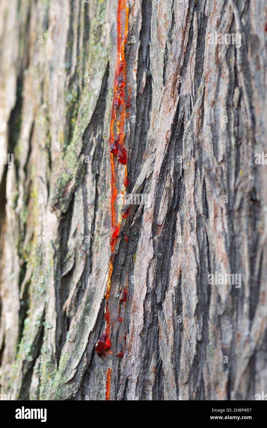 Texture old bald cypress hi-res stock photography and images - Alamy