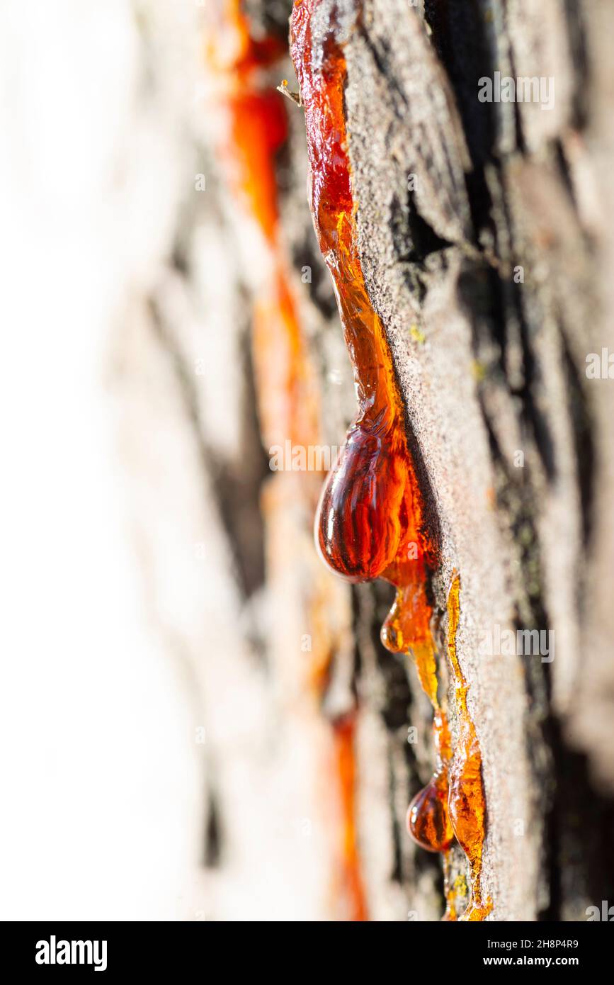 Italy, Lombardy, Bald Cypress Tree Resin Drops Stock Photo - Alamy