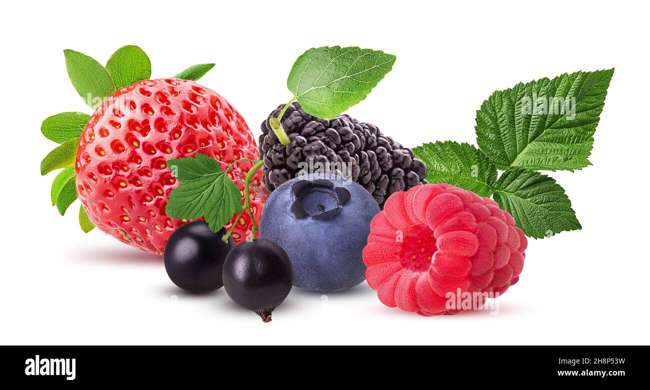 Black currant, raspberry, strawberry, blueberry, mulberry with leaf ...