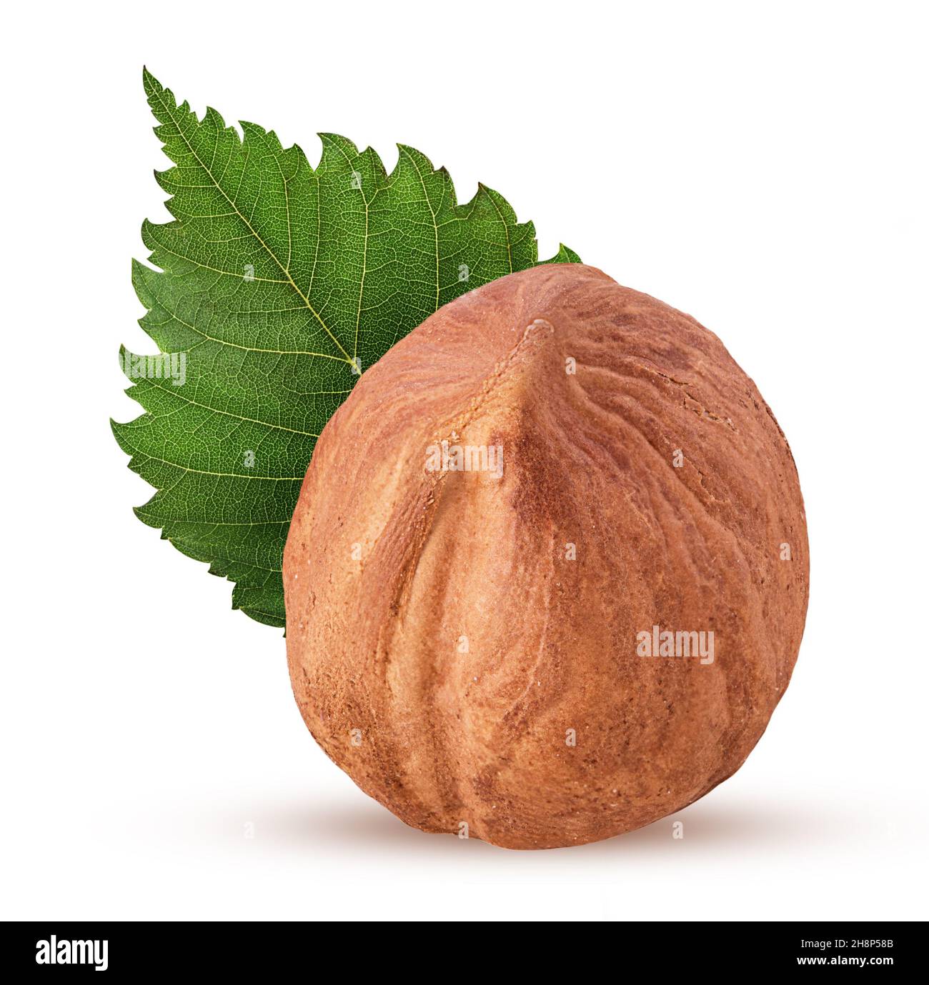 Hazelnut. Fresh organic filbert cleaned with leaf isolated on white ...
