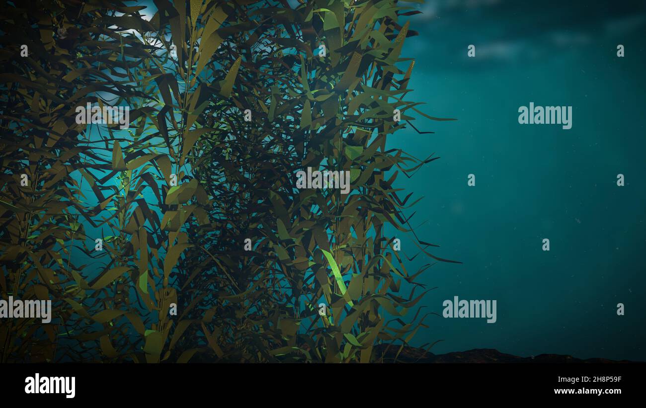 kelp forest, giant algae seaweed, seascape with empty space Stock Photo ...