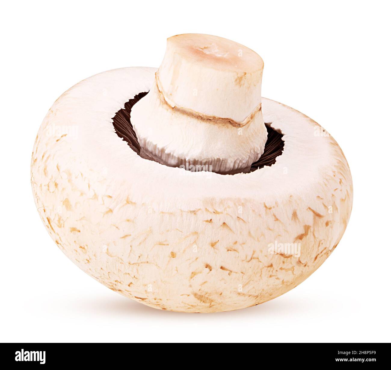 Mushroom champignon isolated on white background. Clipping Path. Full ...