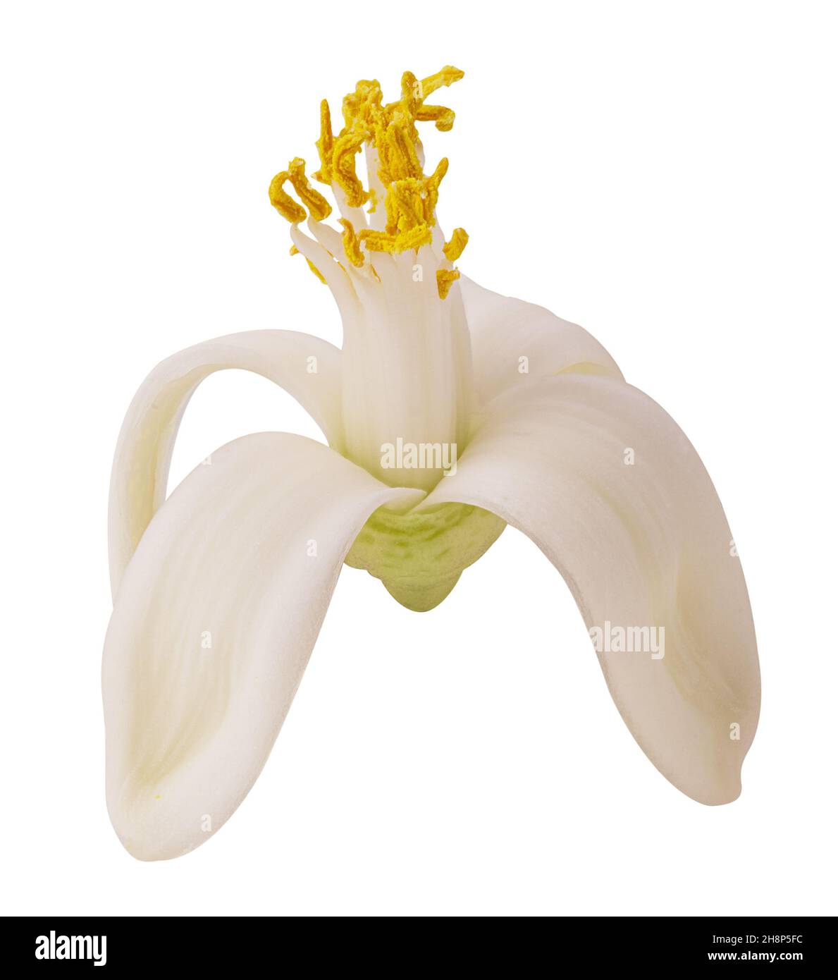 Fresh lemon flower isolated on white background. Clipping Path. Full ...