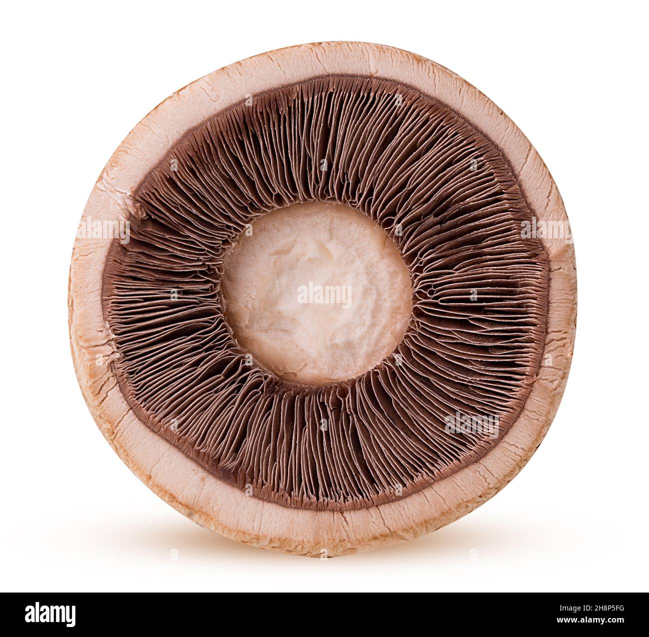 Mushroom champignon cut in half isolated on white background. Clipping ...