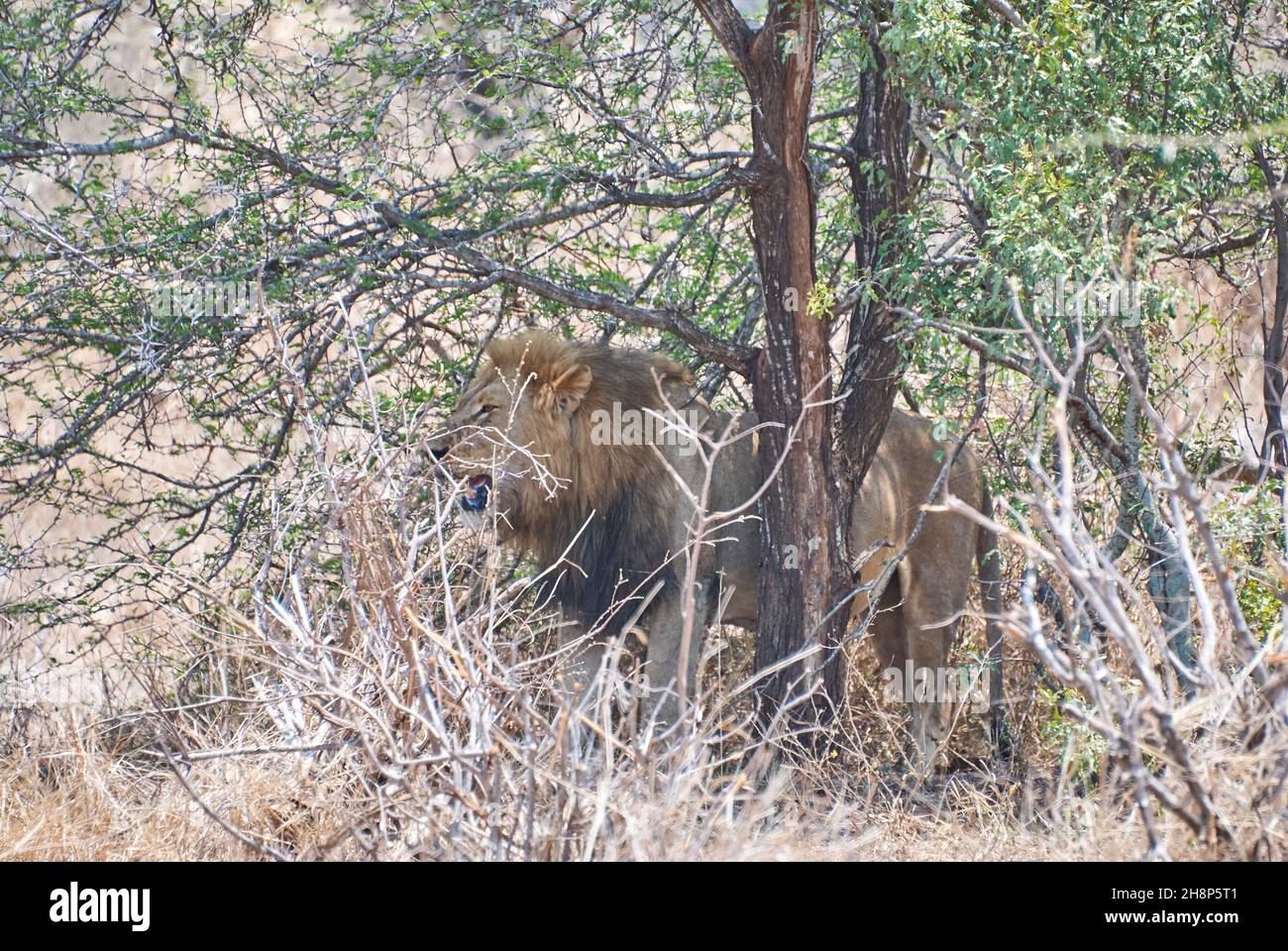 African Lion in its natural habitat in the bush Stock Photo - Alamy