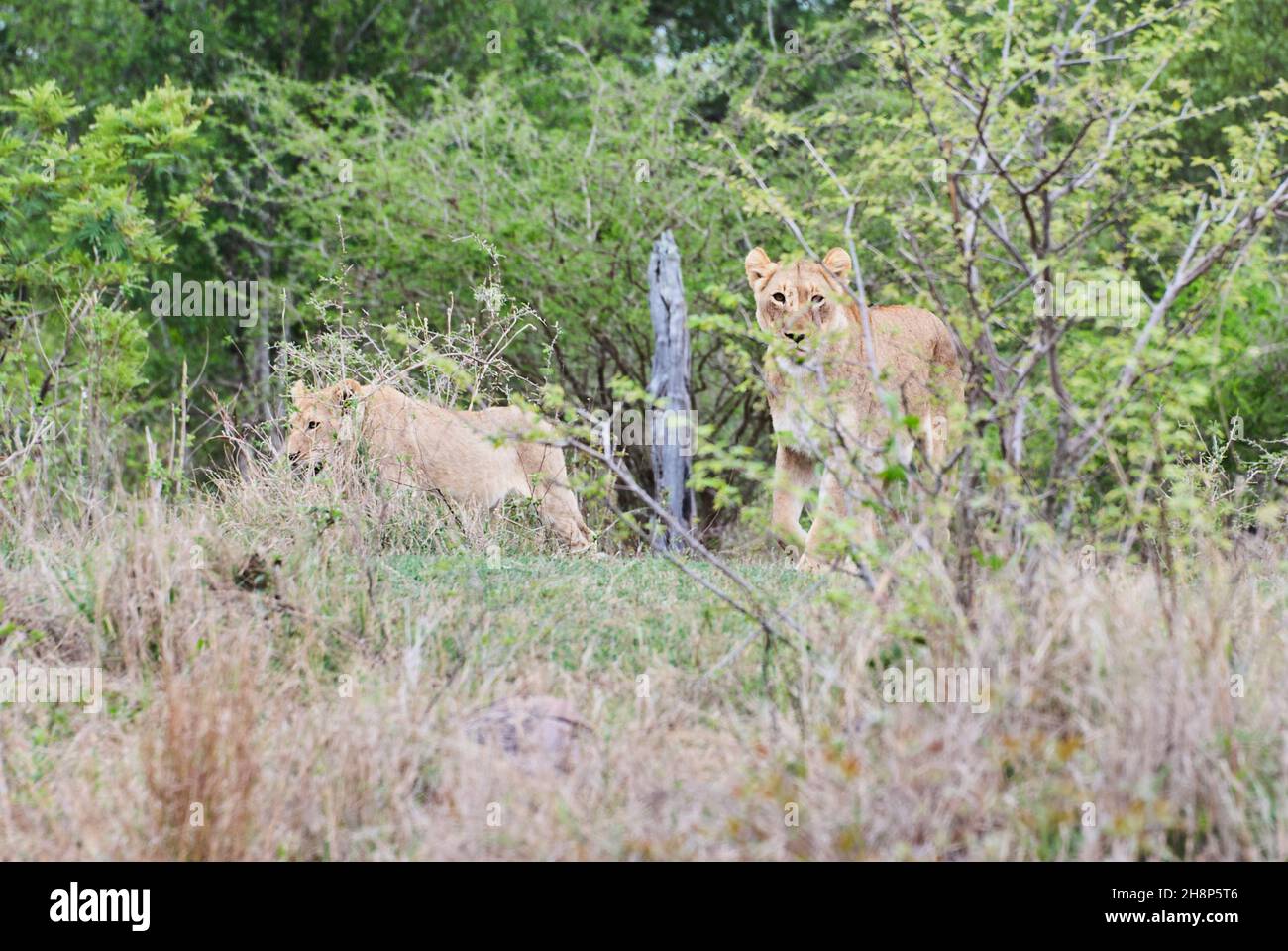 African Lion in its natural habitat in the bush Stock Photo - Alamy