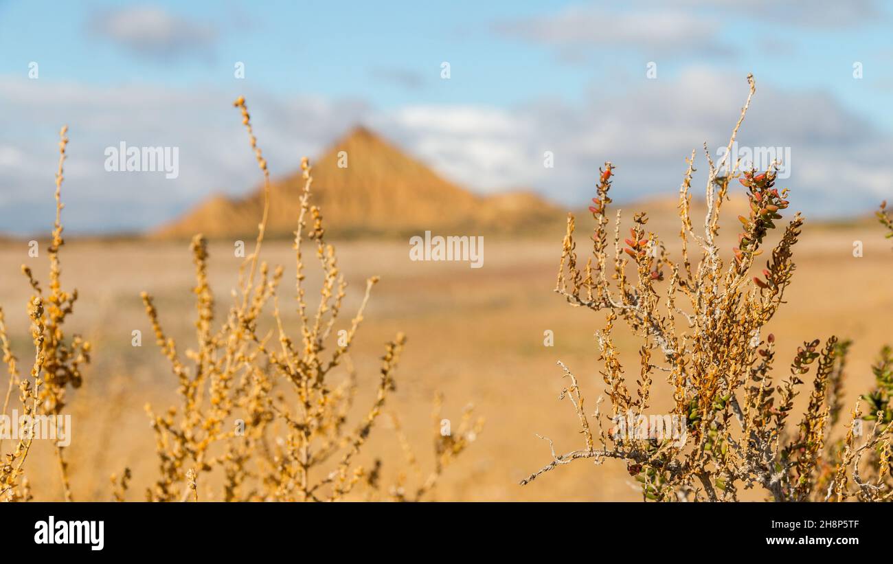 Dry landscape view with grass Stock Photo - Alamy