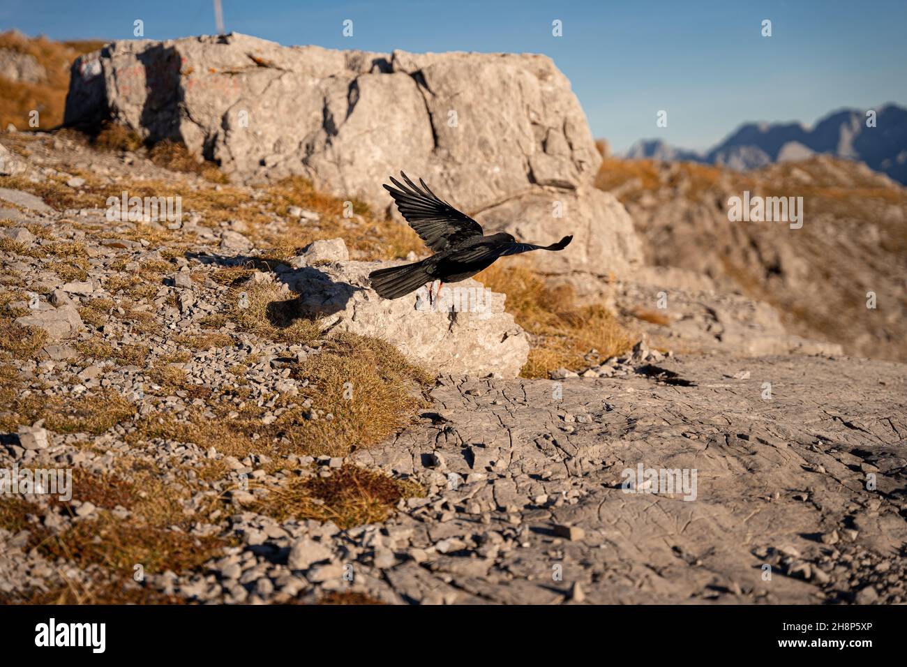 Black hawk flying over the mountains in summer Stock Photo - Alamy