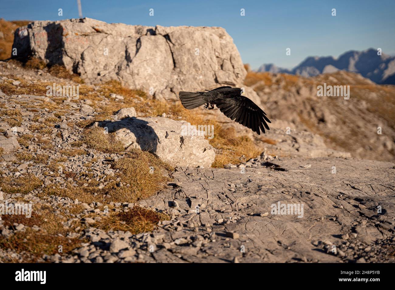 Black hawk flying over the mountains in summer Stock Photo - Alamy
