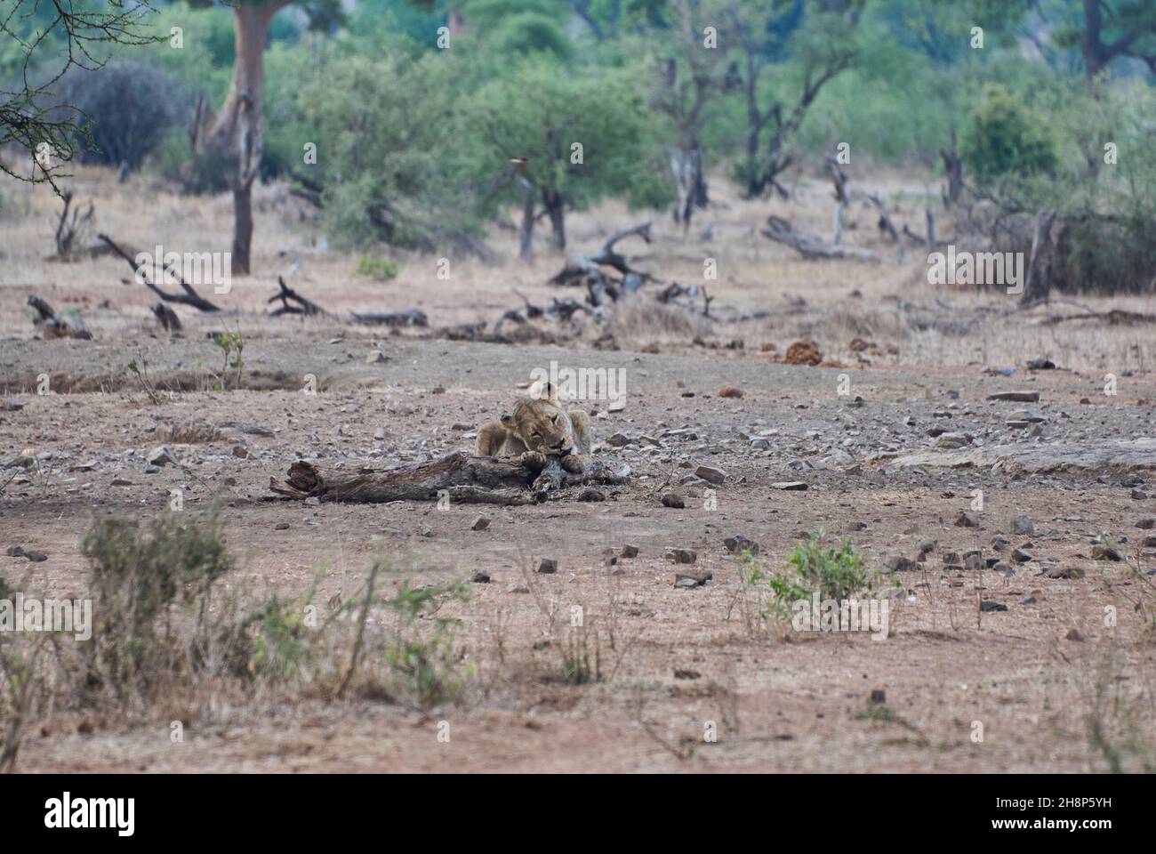 African Lion in its natural habitat in the bush Stock Photo - Alamy