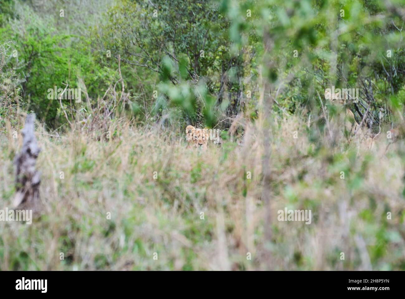 African Lion in its natural habitat in the bush Stock Photo - Alamy