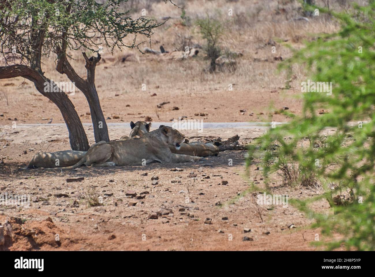 African Lion in its natural habitat in the bush Stock Photo - Alamy