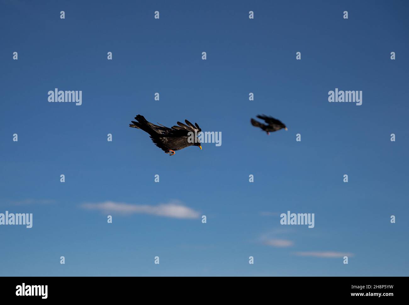 Black hawk flying against the blue sky in summer Stock Photo - Alamy