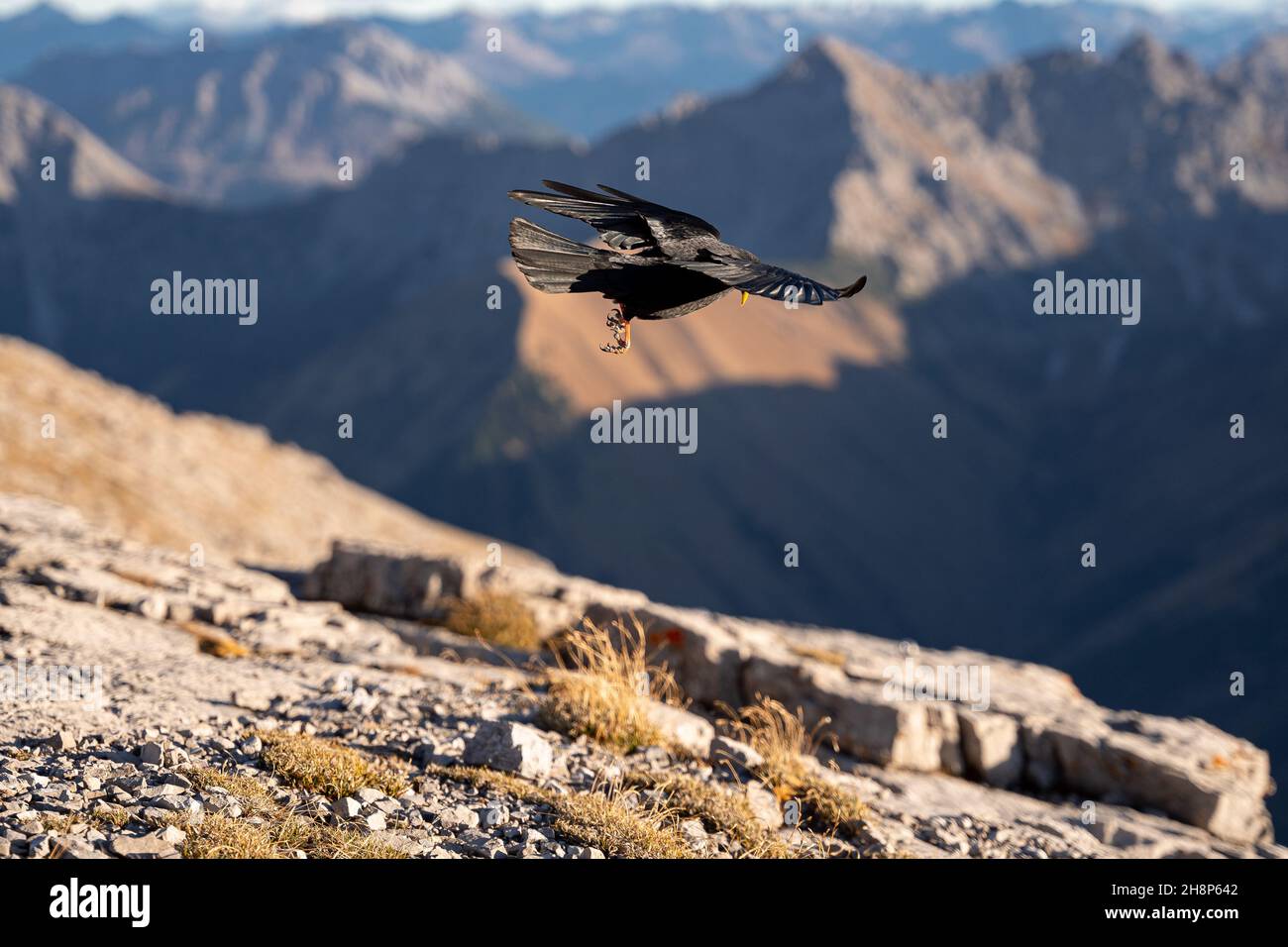 Black hawk flying over the mountains in summer Stock Photo - Alamy