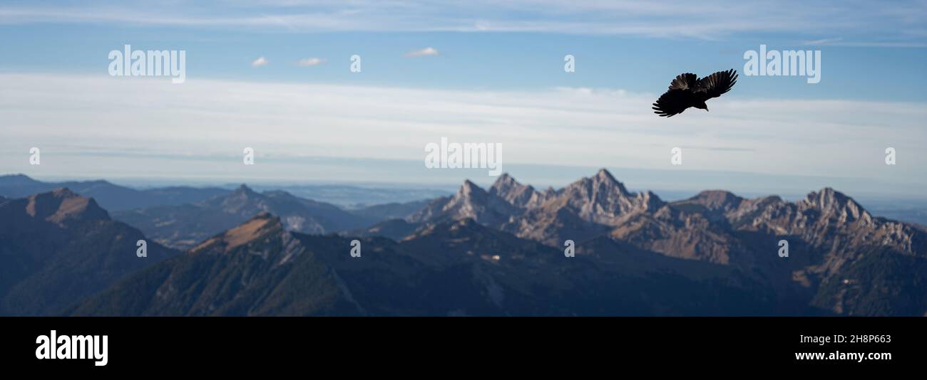Black hawk flying over the mountains in summer Stock Photo - Alamy