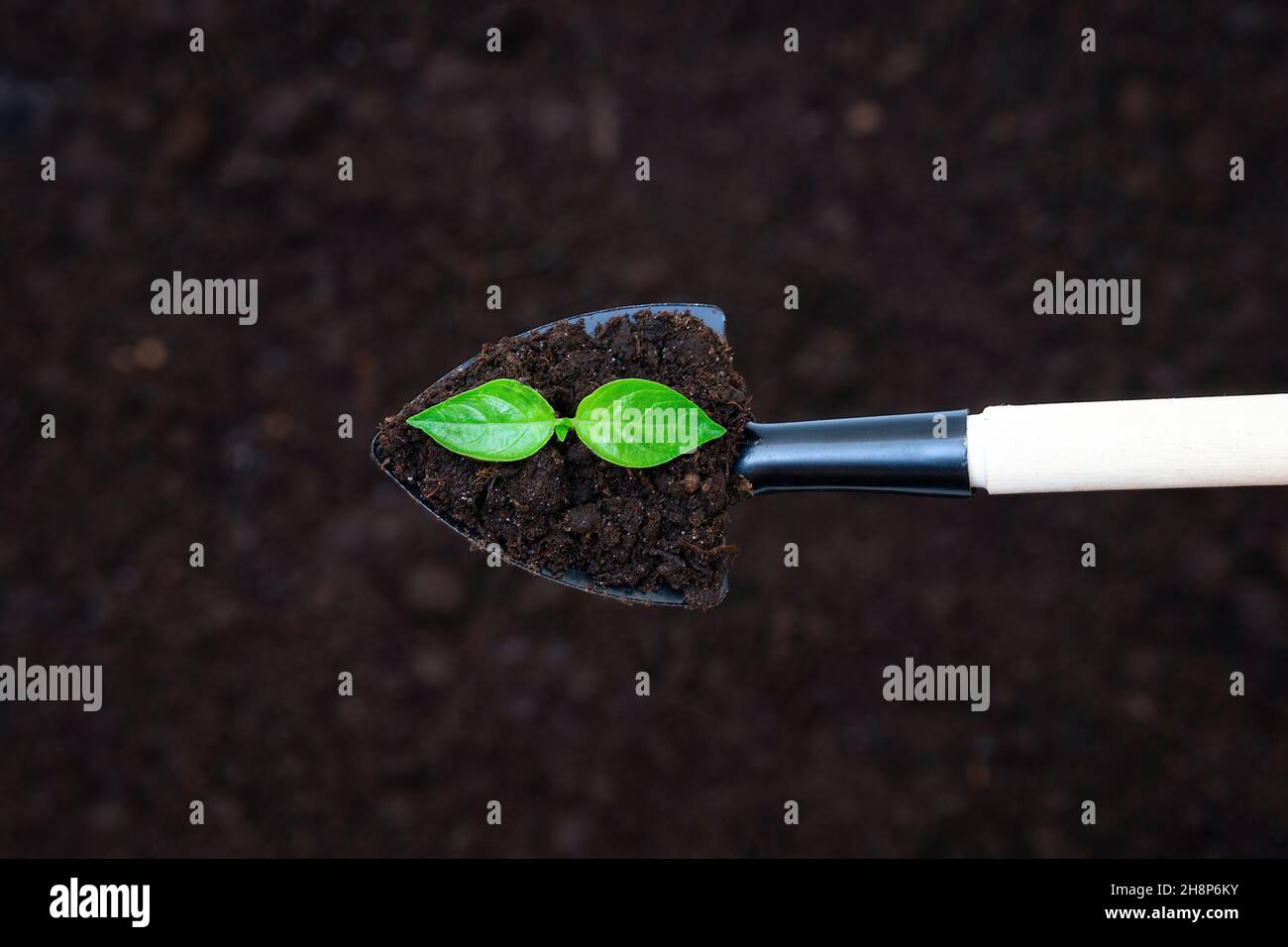 Planting out a tiny seedling in the garden using a small transplanter ...
