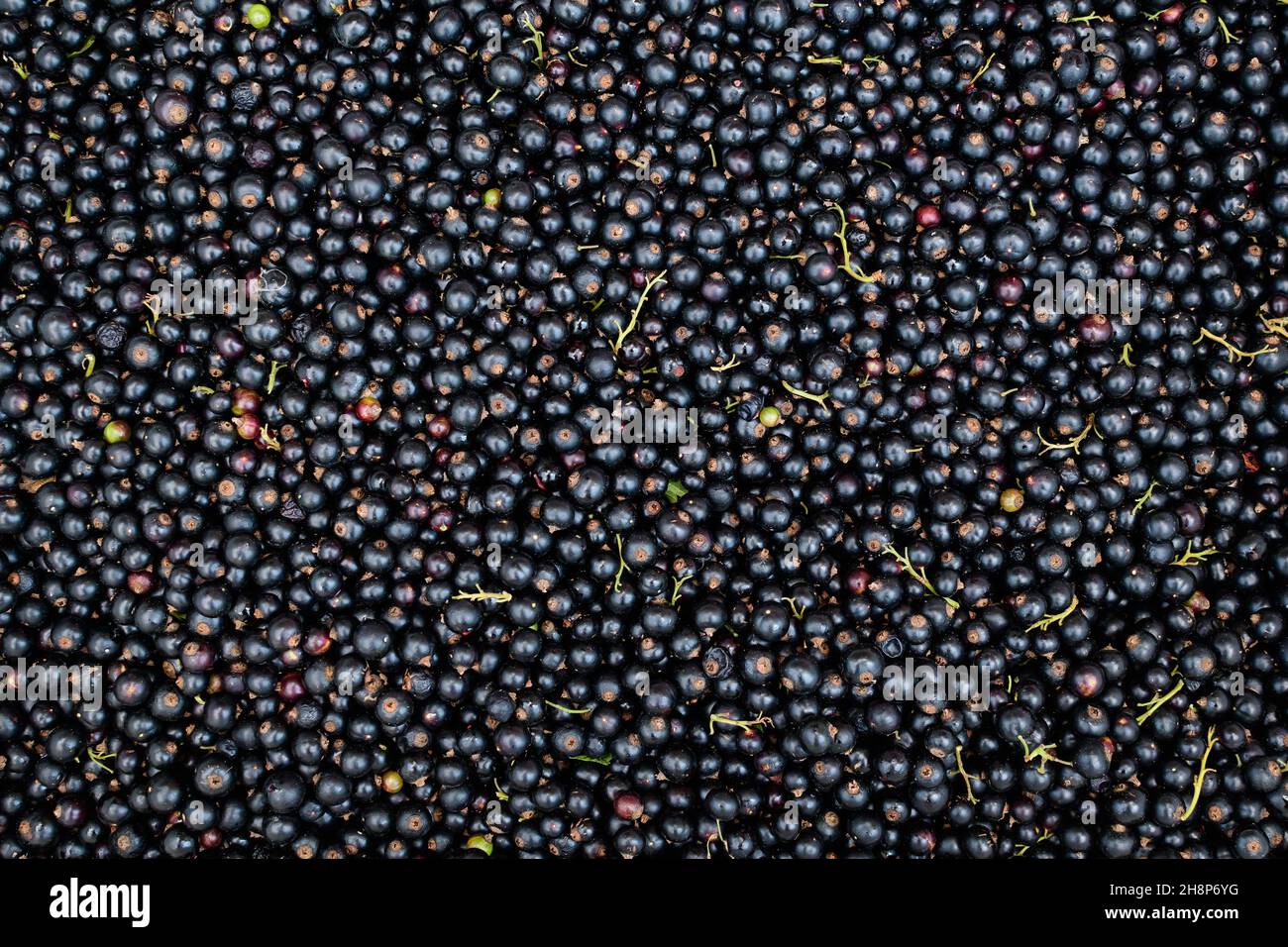 Large harvest of organic grown Blackcurrant or cassis fruits in a ...