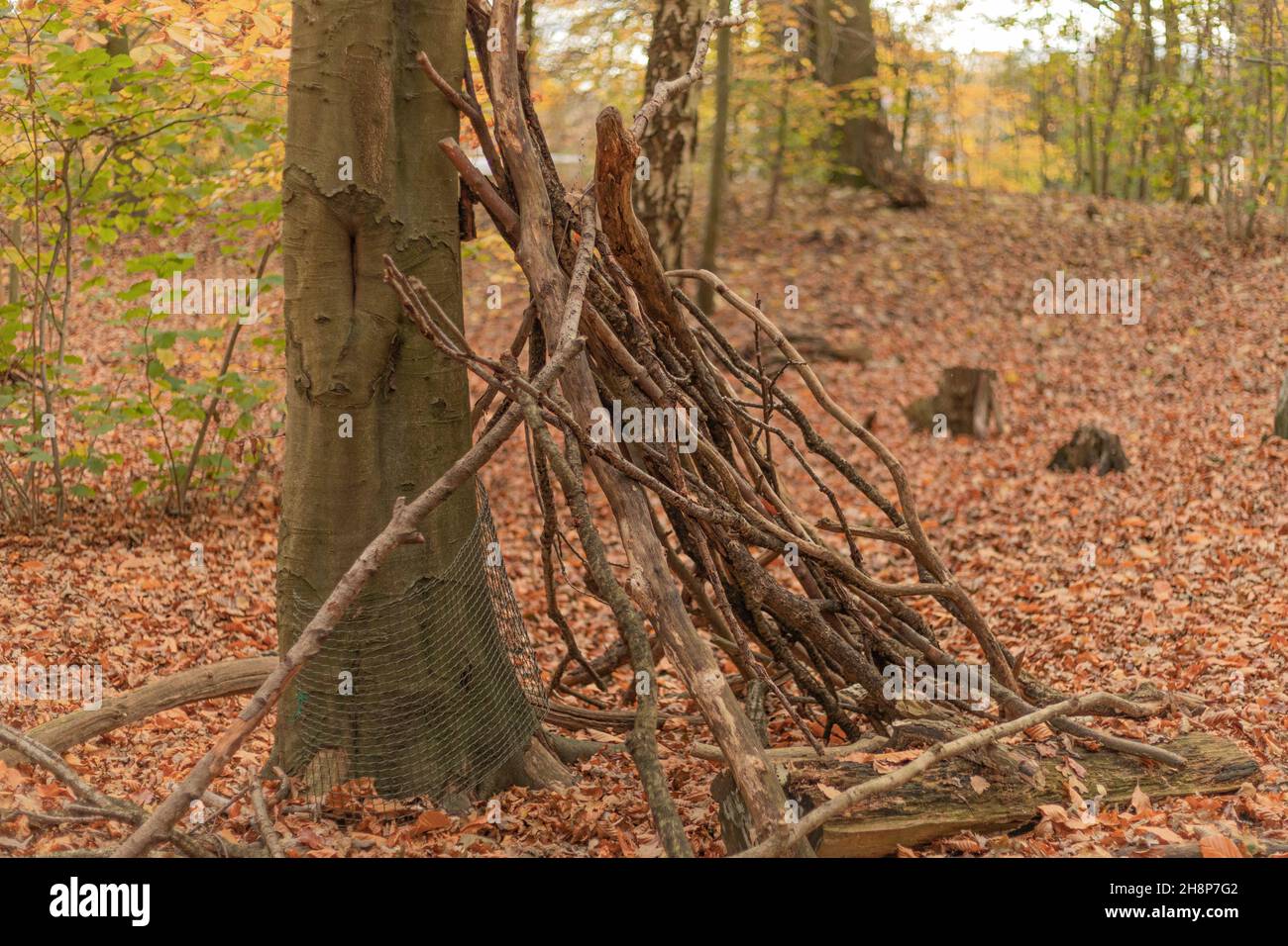 Beautiful view leaning branches hi-res stock photography and images - Alamy