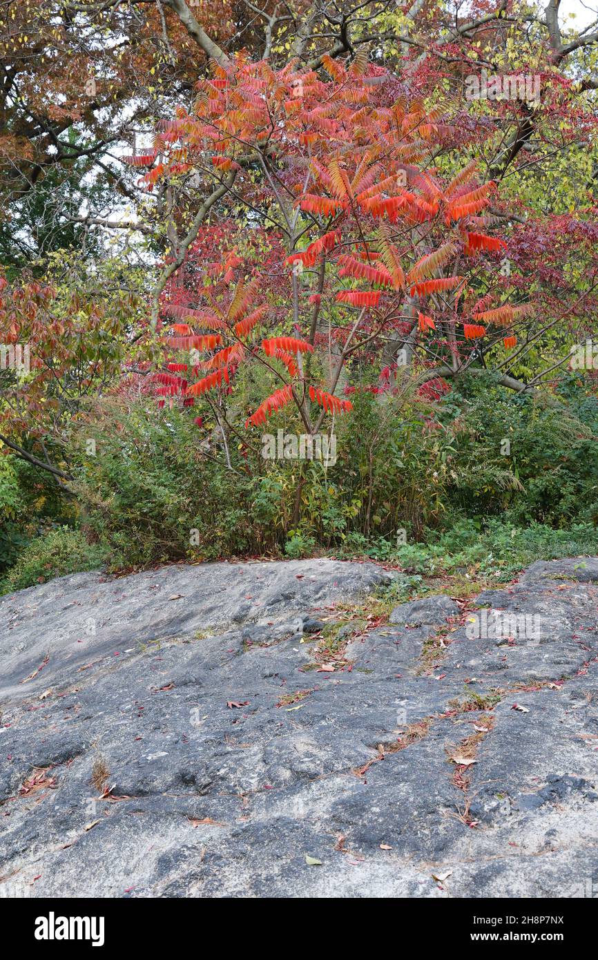 Tree in central park hi-res stock photography and images - Alamy