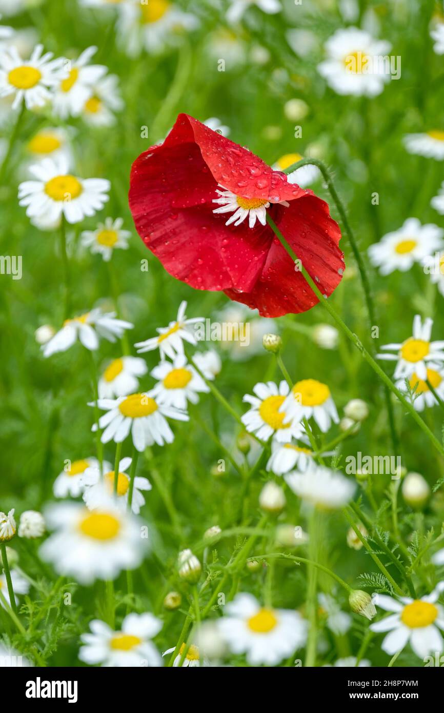 Single red poppy, Papaver rhoeas, common poppy, corn poppy, corn rose ...