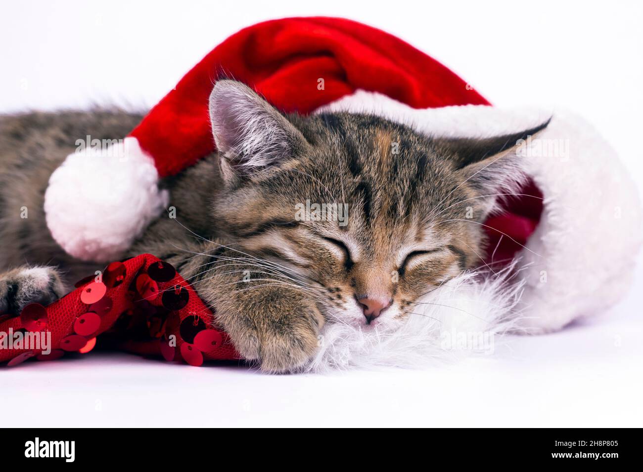 Kitten on santa hat hi-res stock photography and images - Alamy
