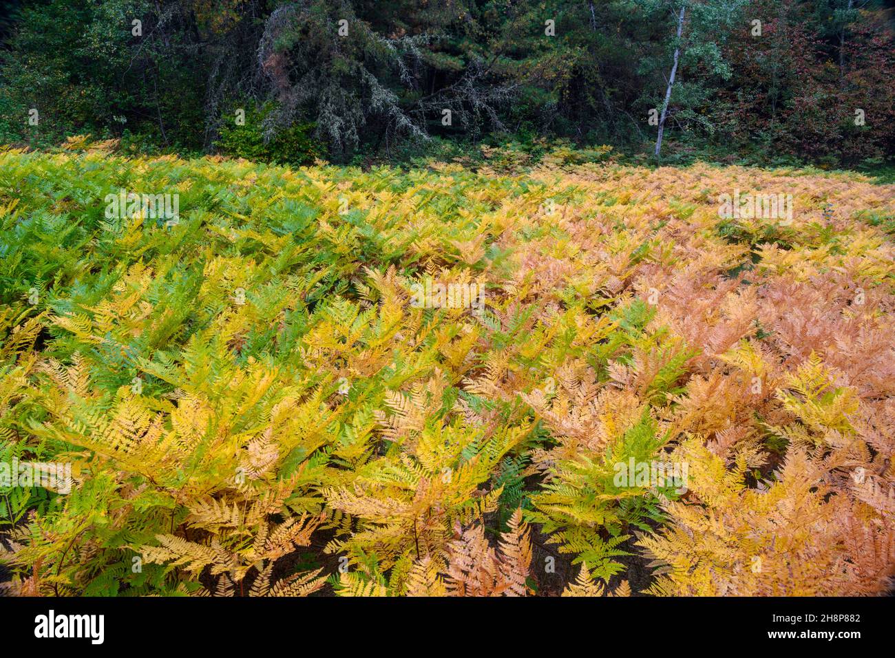 Bracken ferns in autumn, Algonquin Provincial Park, Ontario, Canada ...