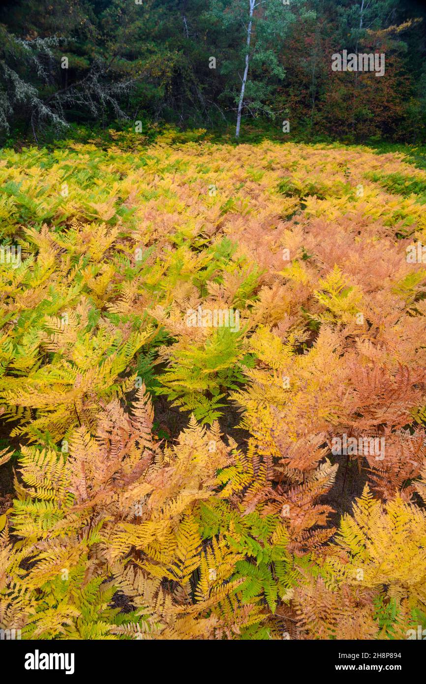 Bracken ferns in autumn, Algonquin Provincial Park, Ontario, Canada ...