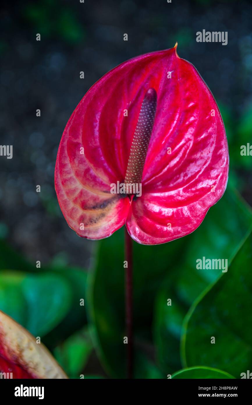 A blooming flamingo flower highlights the view of nature at the island ...