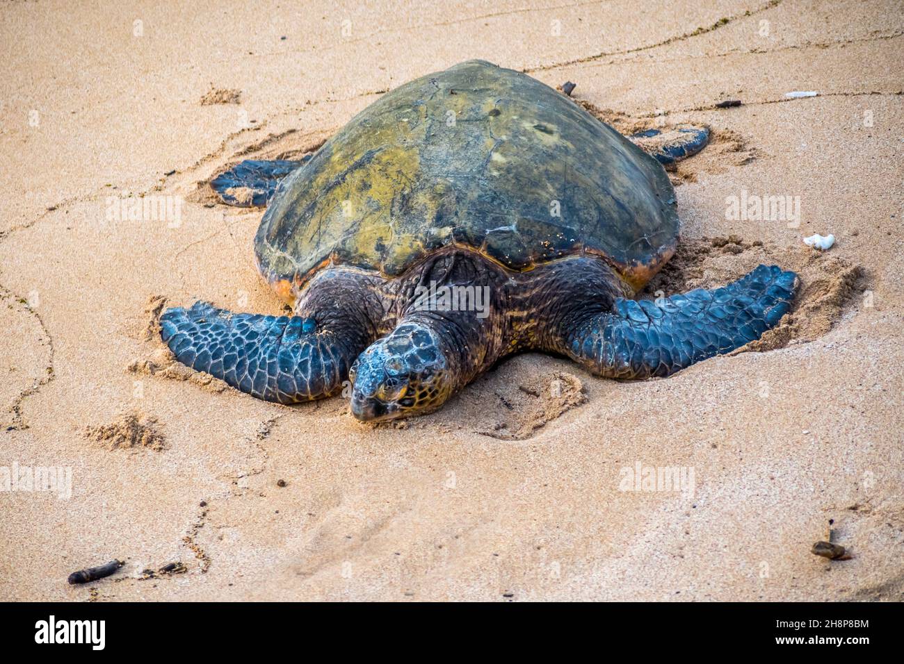A large sea turtle relaxing along the shoreline of the beach Stock ...