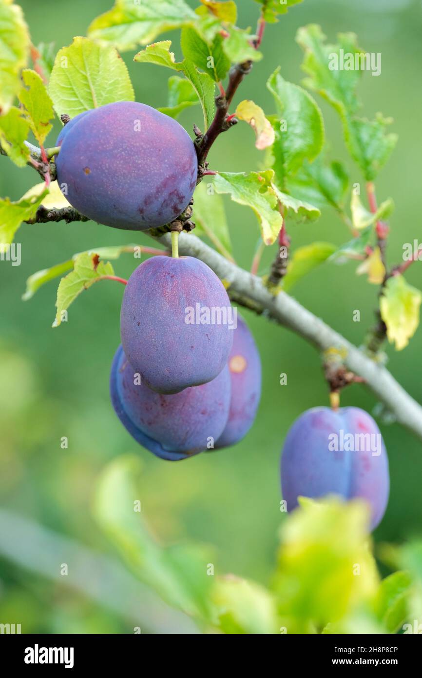 Prunus insititia 'Westmorland', Lythe Valley Damson, Witherslack Damson ...