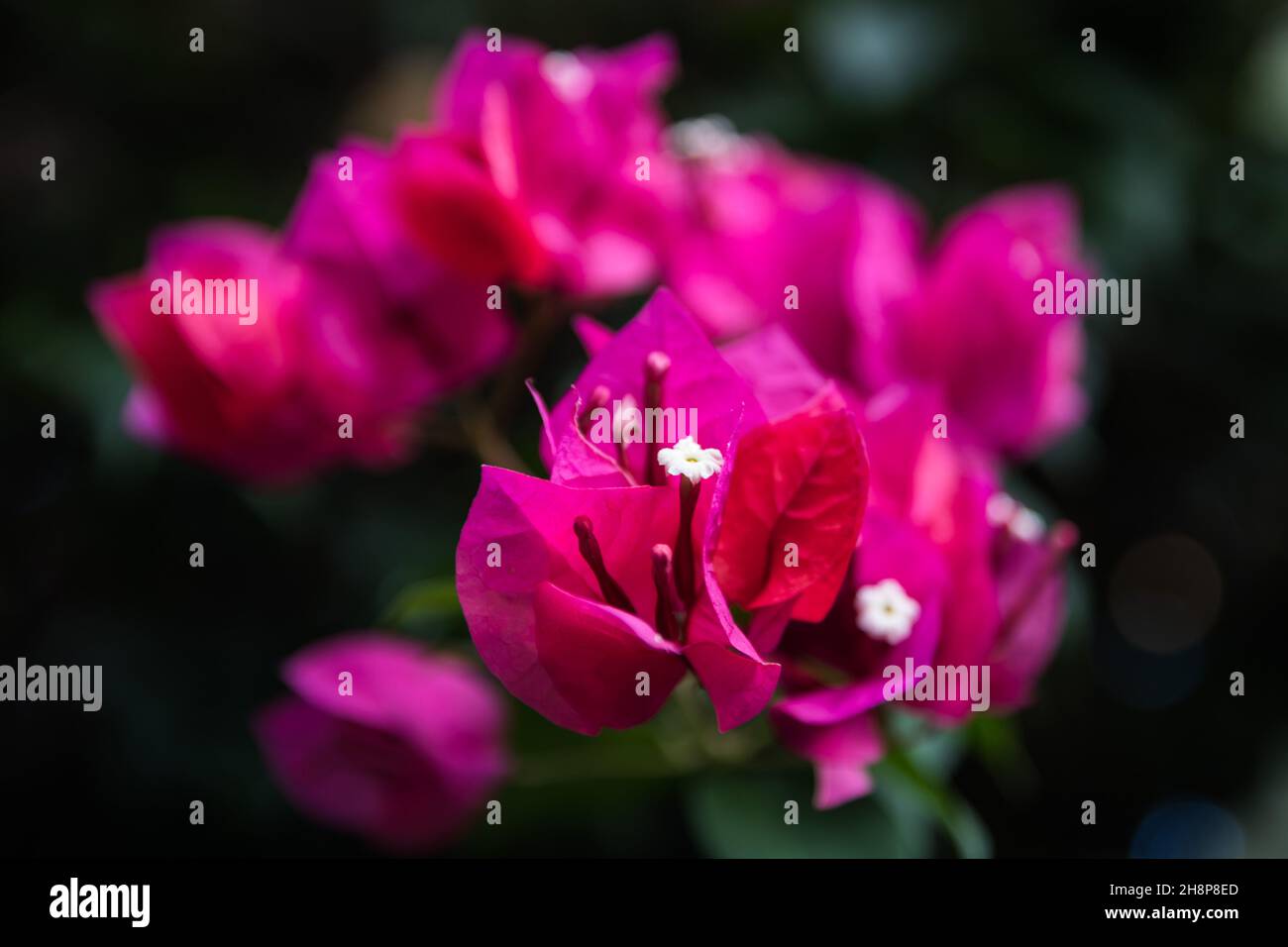 A blooming ostrich plume highlights the view of nature at the island ...