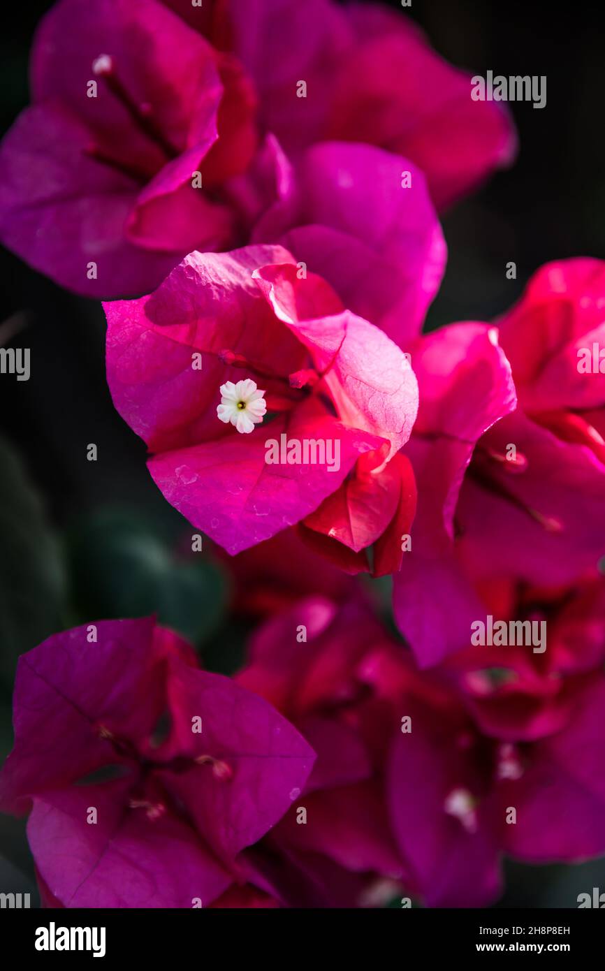 A blooming ostrich plume highlights the view of nature at the island ...
