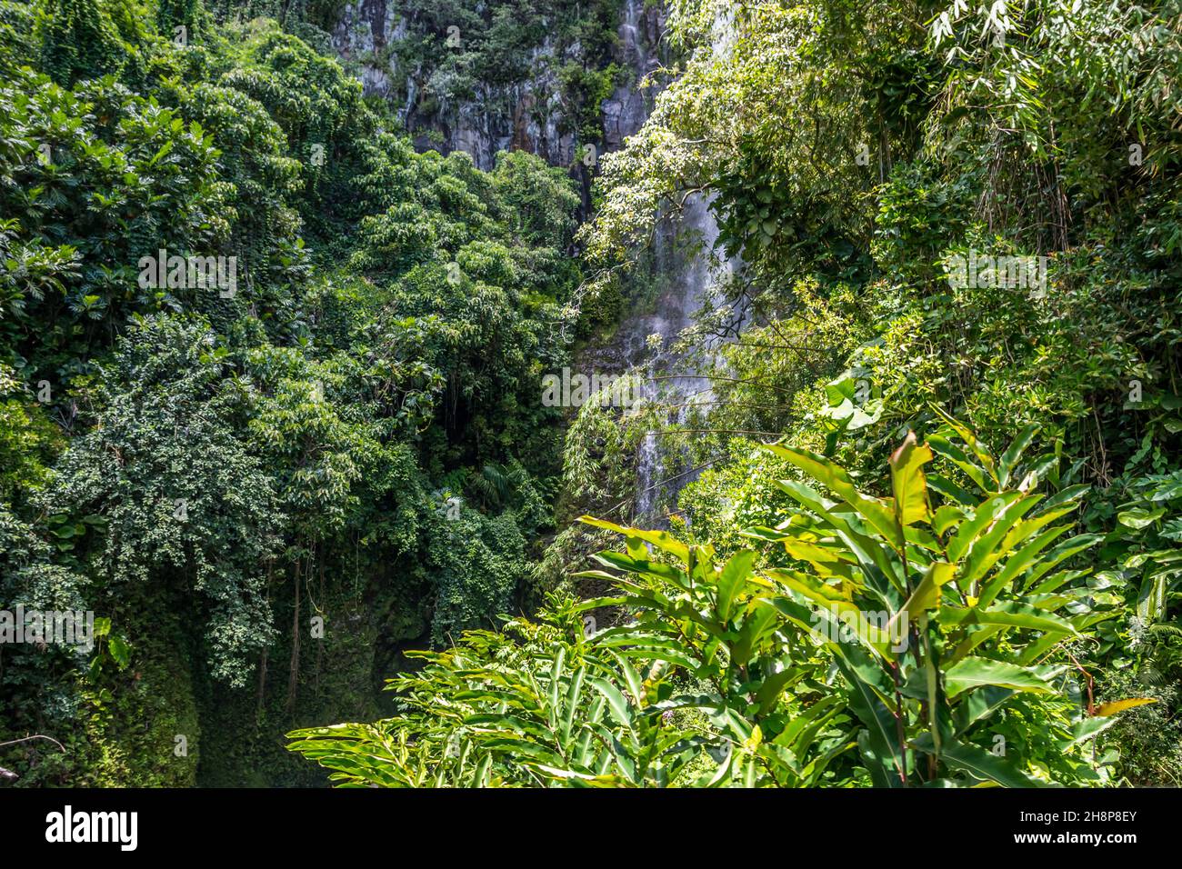 Epic forest landscape scenery from the walking trail of Haleakala ...
