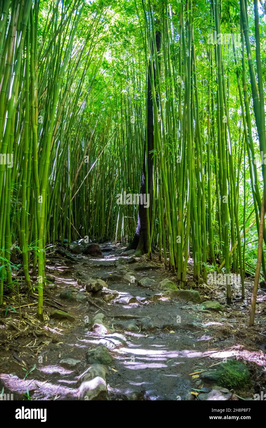 Scenic landscape composed of tall bamboo trees in the trail of ...